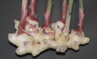 Minnesota-Grown Ginger: Can Pineapples be Far Behind? – Heavy Table