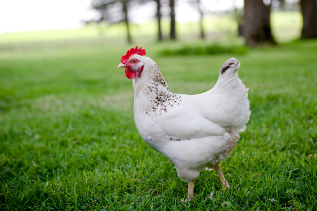 shepherds-way-chicken-walking – Heavy Table
