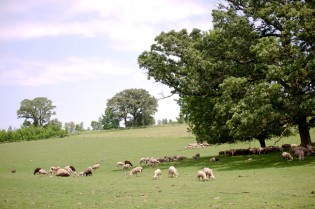 Farms in the Lens: Shepherd’s Way Farms – Heavy Table