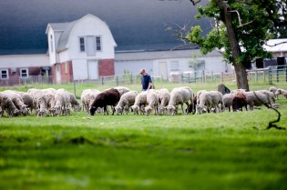 Farms in the Lens: Shepherd’s Way Farms – Heavy Table
