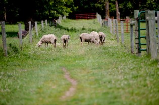 Farms in the Lens: Shepherd’s Way Farms – Heavy Table