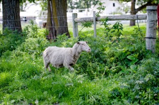 Farms in the Lens: Shepherd’s Way Farms – Heavy Table