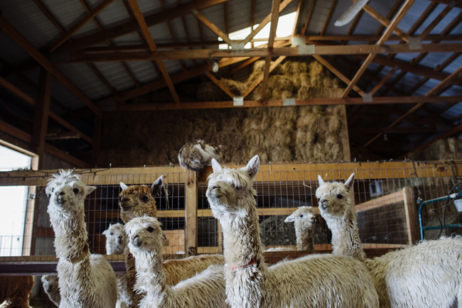 Farms in the Lens: Twisted Suri Alpaca Ranch – Heavy Table