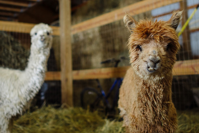 Farms in the Lens: Twisted Suri Alpaca Ranch – Heavy Table